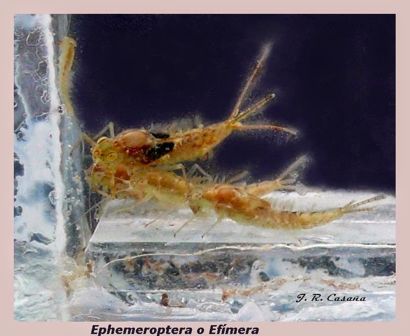 El Gallipato Alcublano: Efimeras, Ninfas o Nayades