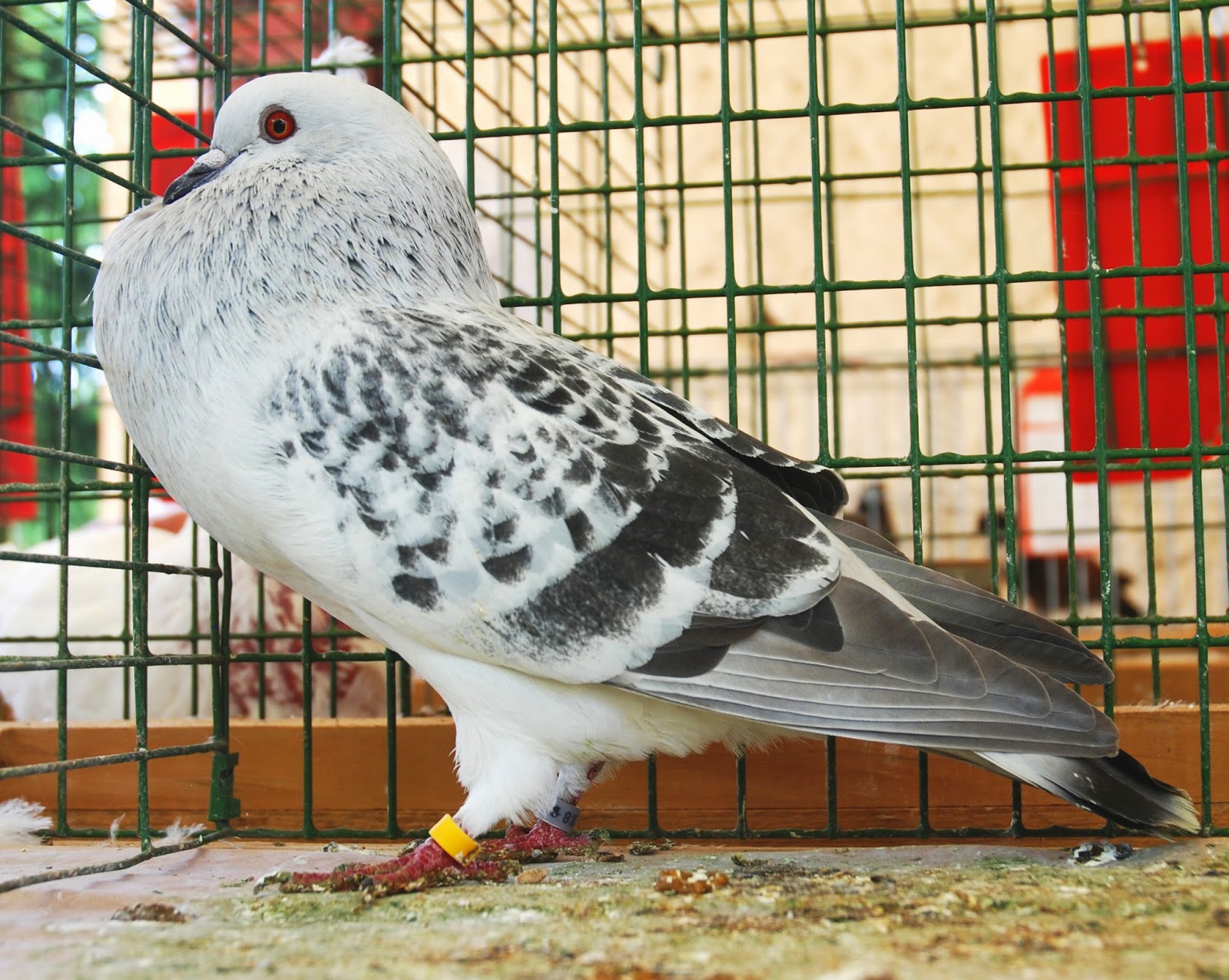 The Racing Pigeon HD wallpaper: Pigeons American Bohemian Pouter