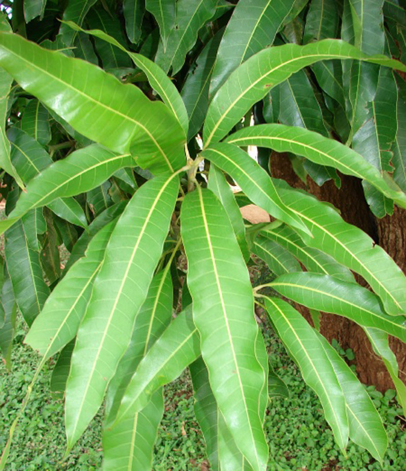 Herbalkart | The Online Herbal Store: Aam - Maa