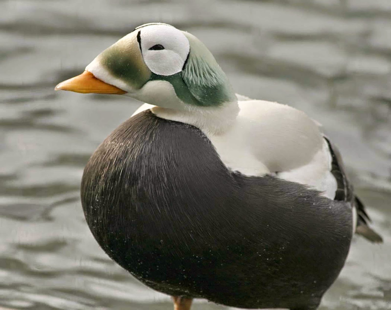 EIDER DUCK photos - wallpapers | the fun bank