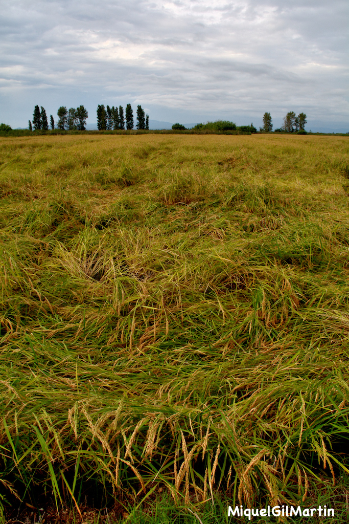 Mirades: Arrossars per segar