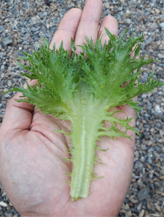 ZEN HYDROPONICS: สลัด สไปกี้ ไอซ์เบริกส์ (Spiky Iceberg Lettuce) "ฟิเลย ...