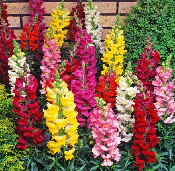 Bibit Bunga Snapdragon Tetra Mix - Benih Tanaman Agrobis untuk Bercocok ...