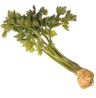 Cultivo de Apio: Taxonomía y Morfología