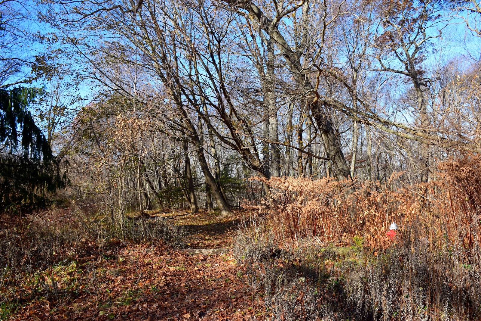 The Island Walkabout: Walt Whitman Trails - Toad Pond