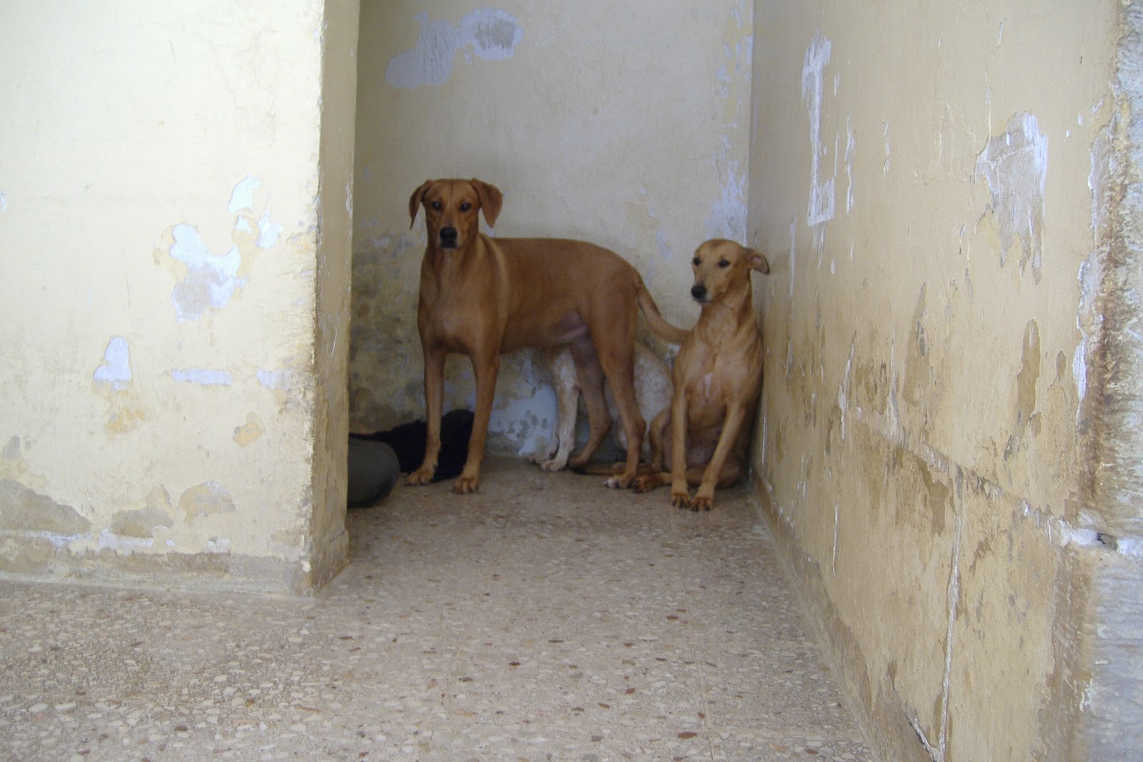 Praktik på SPCA malta