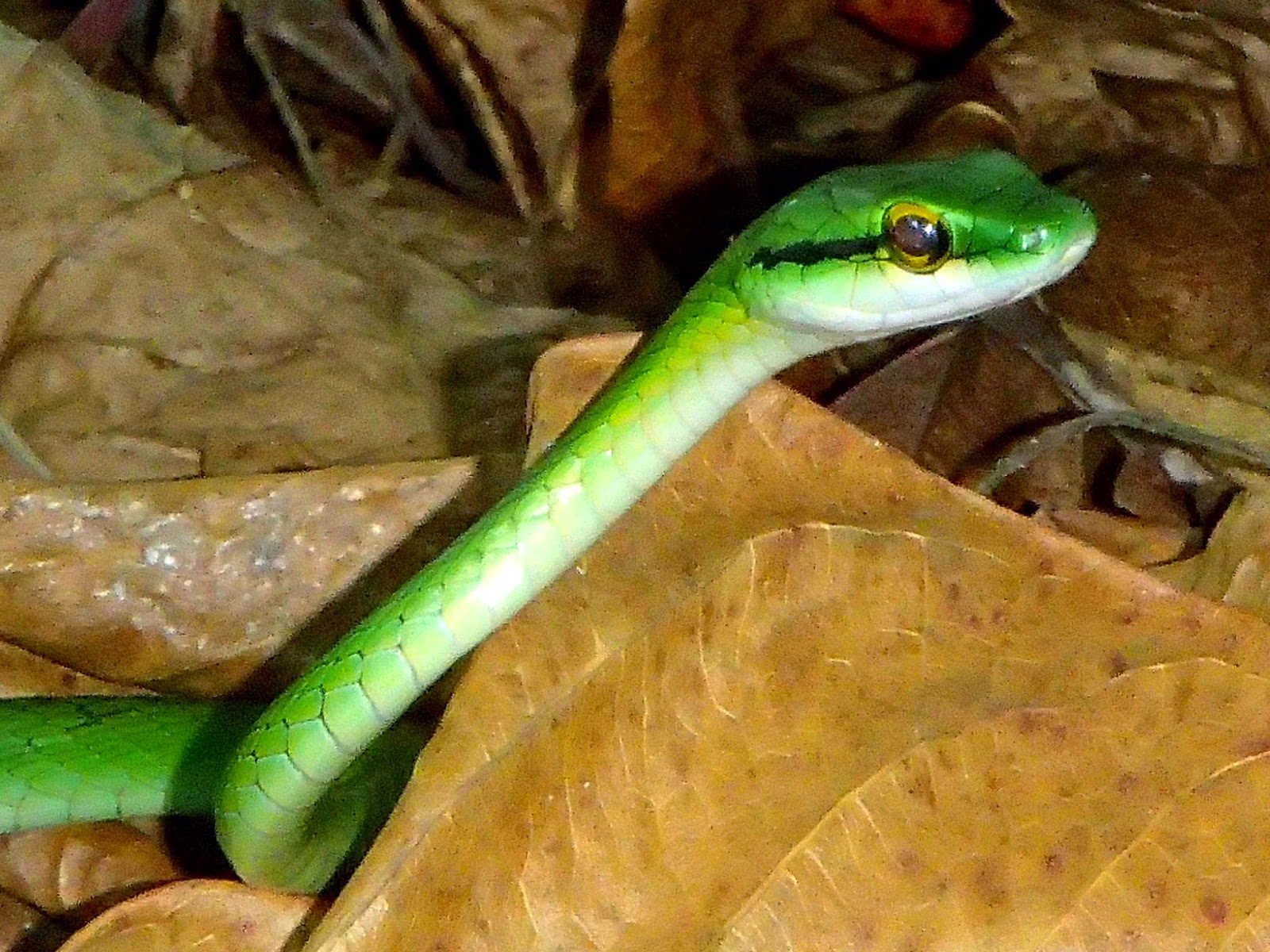 Le Temps des Vacances: Bibites en tout genre