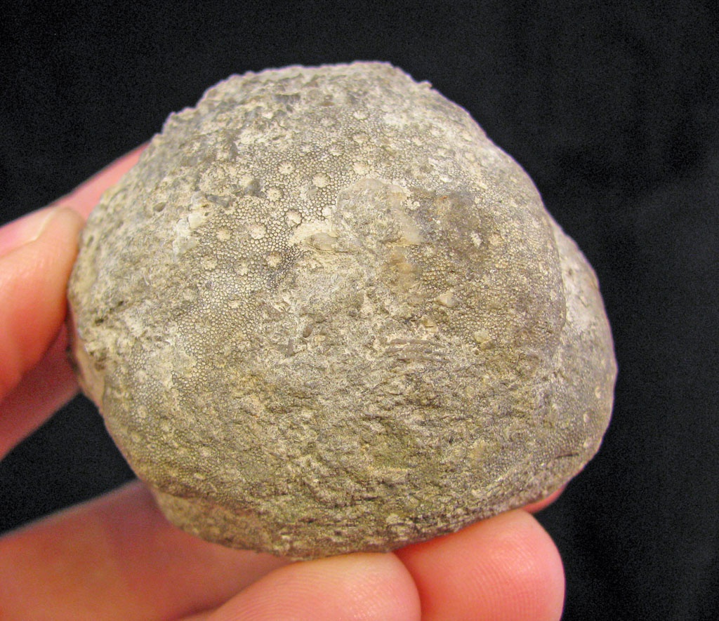 Views of the Mahantango: Heliolites coral from Germany