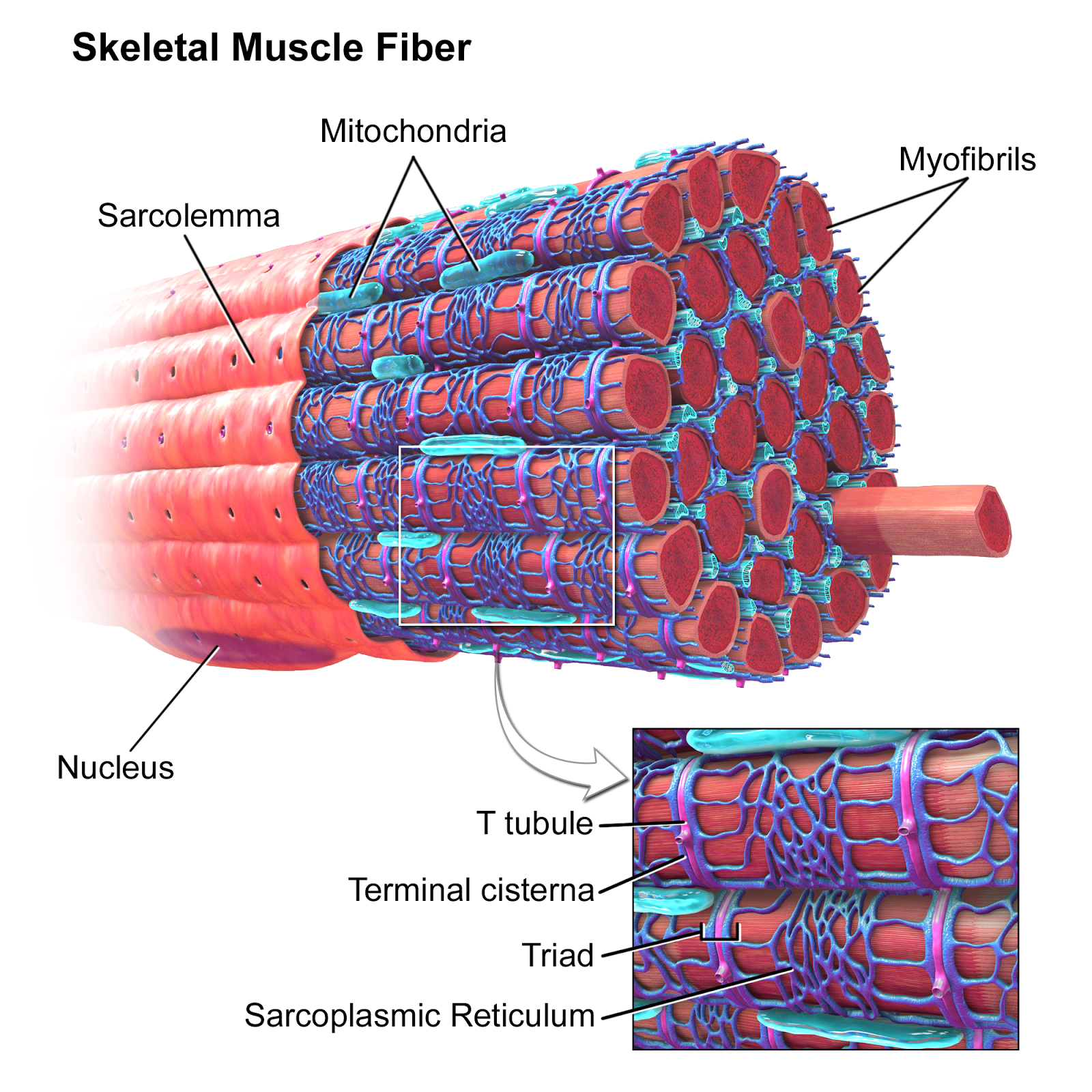 INTRANATOMÍA: 05. FISIOLOGIA DE LAS FIBRAS MUSCULARES