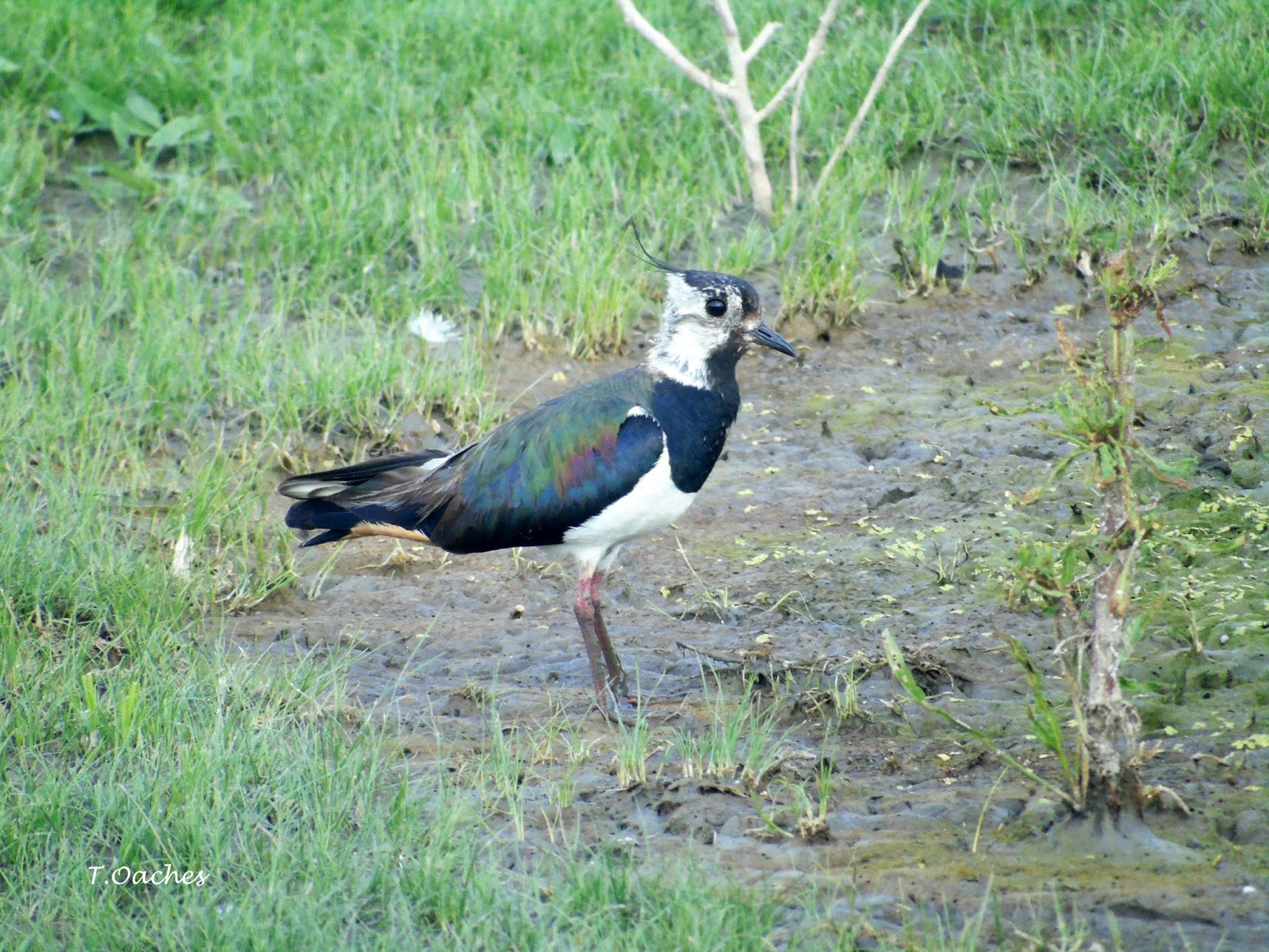 PASARI DIN ROMANIA: NAGAT, Vanellus vanellus