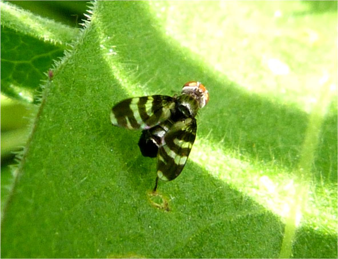 Insects of Scotland: Other Flies/Picture-wing Flies