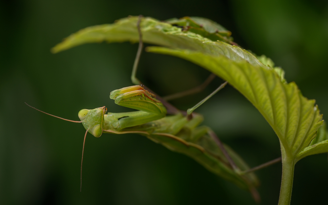 JAROMÍRGRICH: Mantis religiosa (Modlivka zelená)