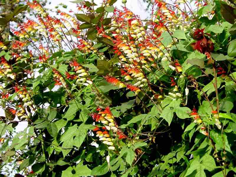 PlantWerkz: Firecracker Vine – Ipomoea Lobata