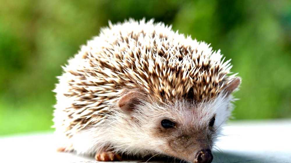 Domesticated hedgehog