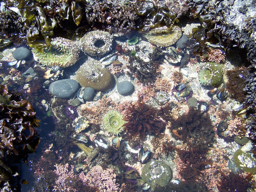 Yaquina Head Tide Pools: Yaquina Head Tide Pools - "Quarry Cove"