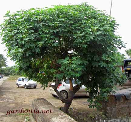 Nandanvan: Manicoba rubber tree (Manihot glaziovii)