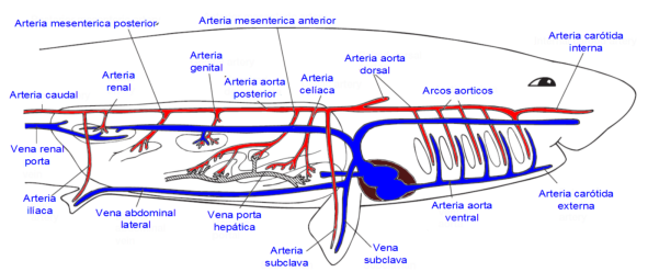 Introducción al conocimiento de los Peces: 2016