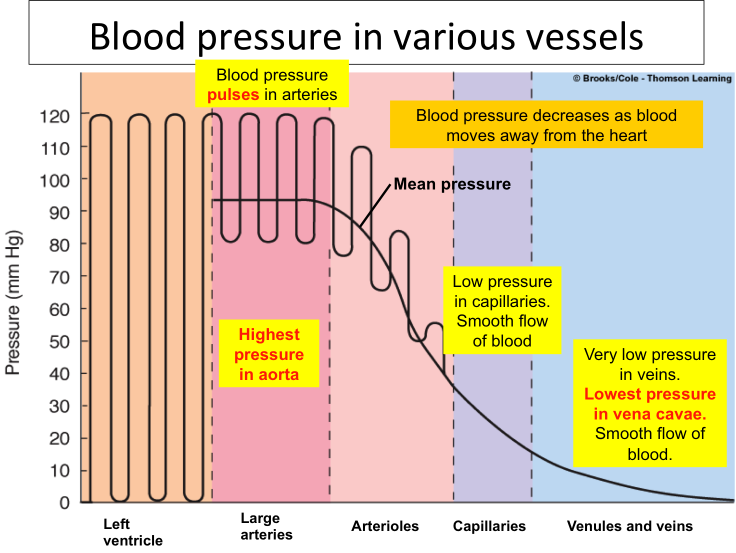 Mrs Rachel Lehming s Biology Classes Blood Pressure Vs Blood Vessels mrs-rachel-lehming-s-biology-classes-blood-pressure-vs-blood-vessels