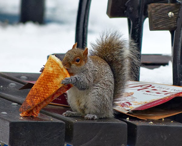 EV Grieve: Today in photos of a squirrel eating pizza in Tompkins ...