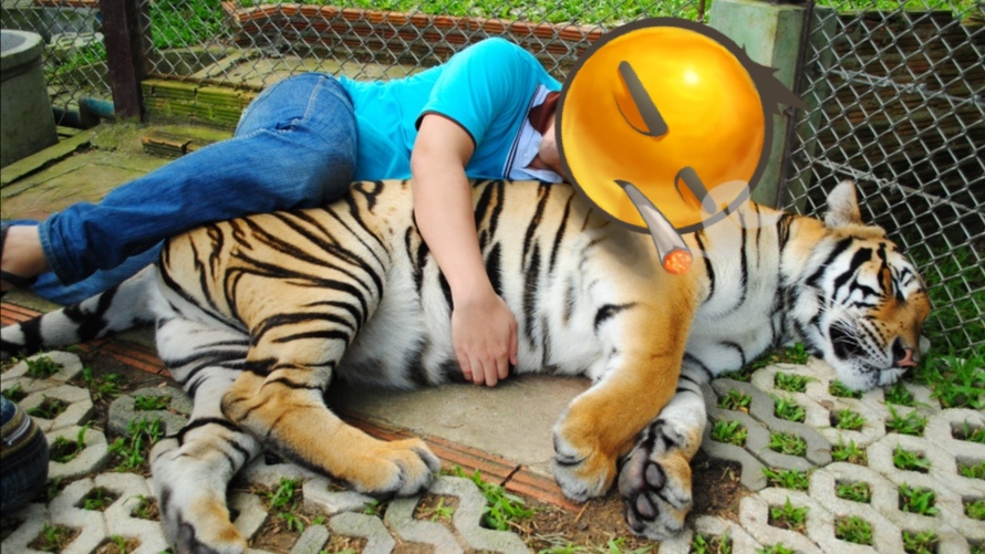 iPhonotos: Tiger Hug