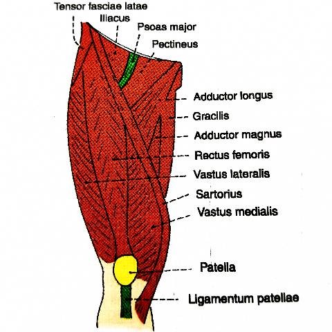 THE KNEE JOINT AND ITS COMMON DISEASE.