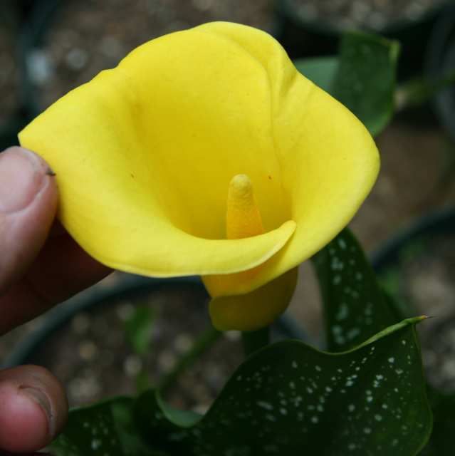 Gallery of Callas Lilies by Color: Yellow Calla Lilies