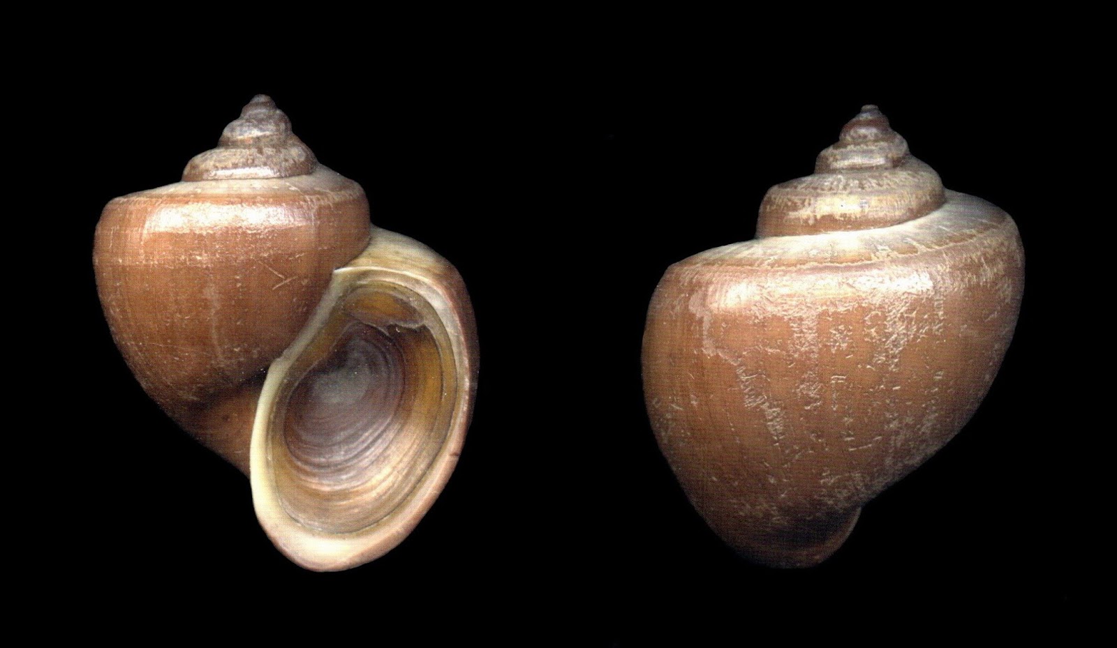Moluscos dulceacuicolas de Argentina: Pomacea scalaris (Orbigny, 1835)