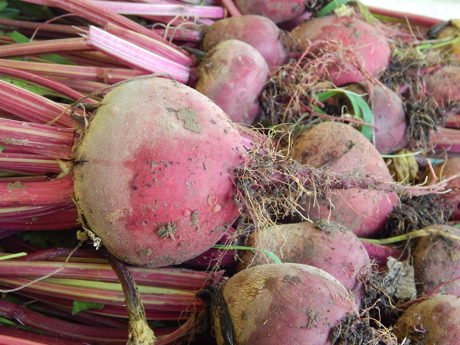 Thoughts from Frank and Fern: Growing Beets