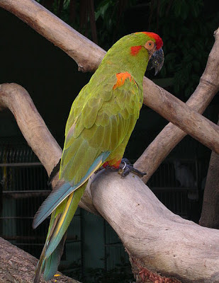 Bird Directory: Red fronted Macaw Parrot