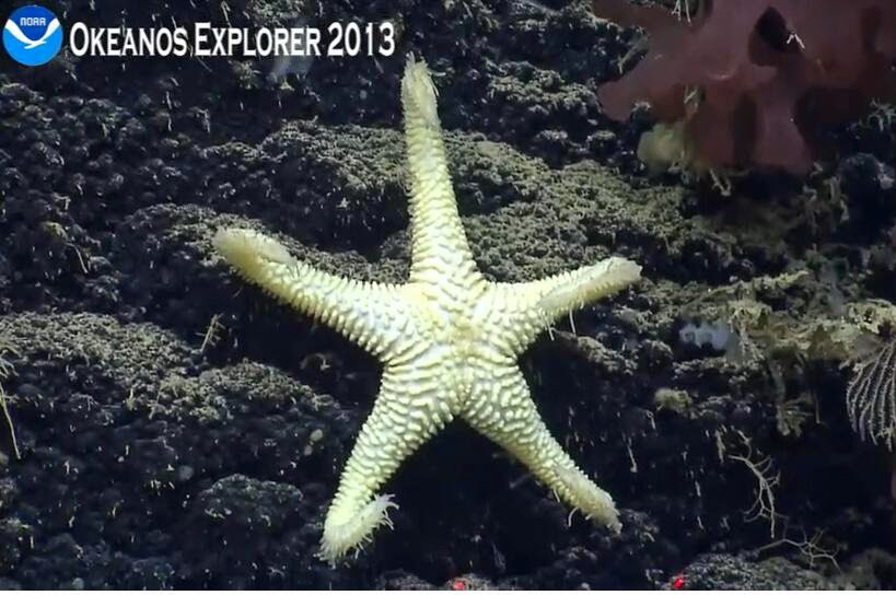 The Echinoblog: Let's Meet the Deep-Sea Stars of the North Atlantic ...