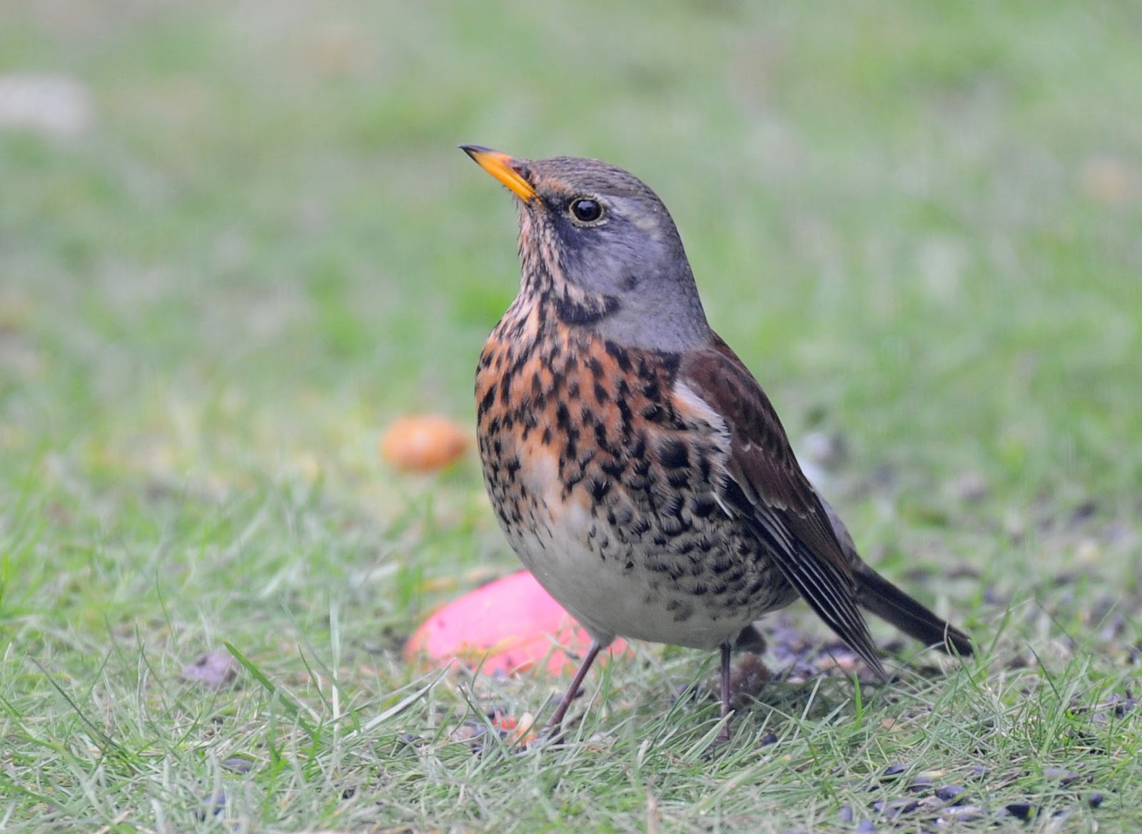 Bill's Birding: Fieldfare, still there