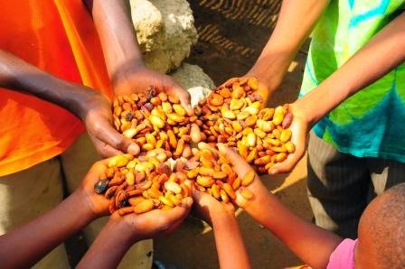 Cadbury Dairy Milk Chocolate Commodity Chain