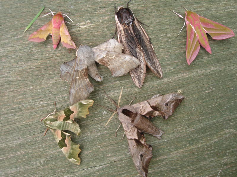 MERSEA WILDLIFE: HAWKMOTH HAUL