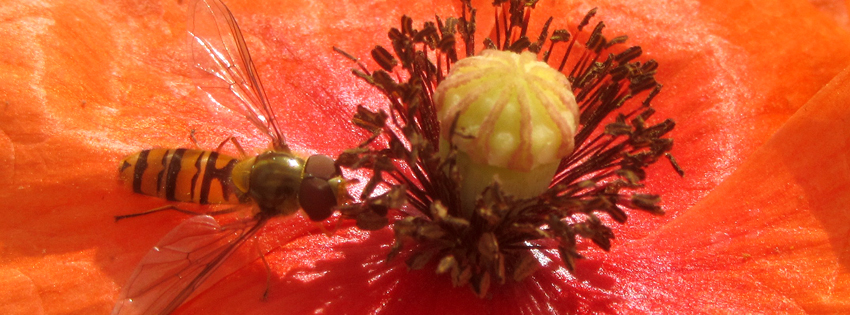 Facebook Timeline Covers & Wallpapers: FACEBOOK TIMELINE COVER