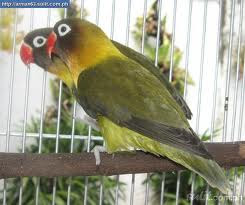 African lovebirds opaline ~ unique animal wallpapers