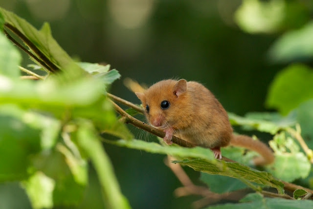 British Wildlife Centre ~ Keeper's Blog: Dormouse Breeding Group