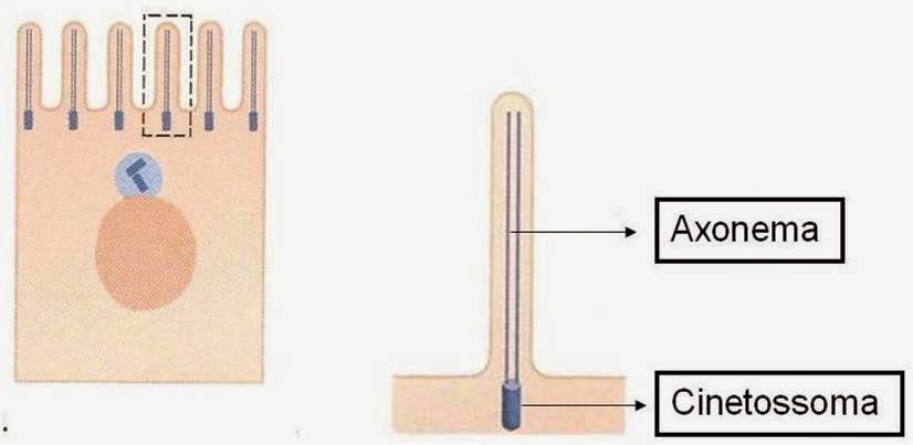 Genmol: Citoesqueleto