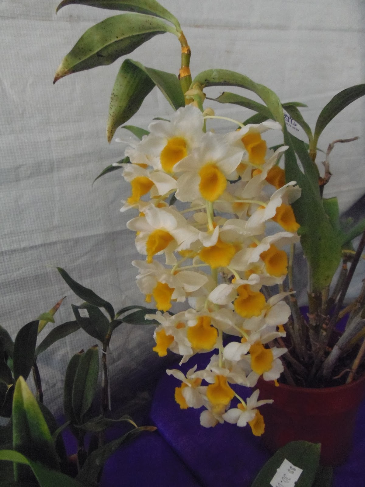 orquideas do mundo: Callista amabilis