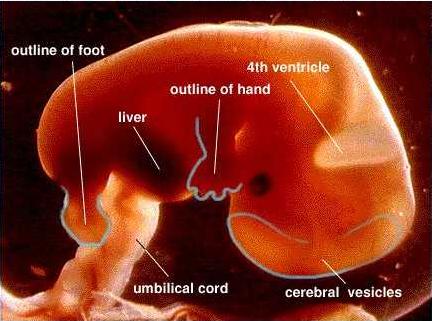 Dr. Neha Movaliya: Chapter 10 - Growth of Baby in Womb