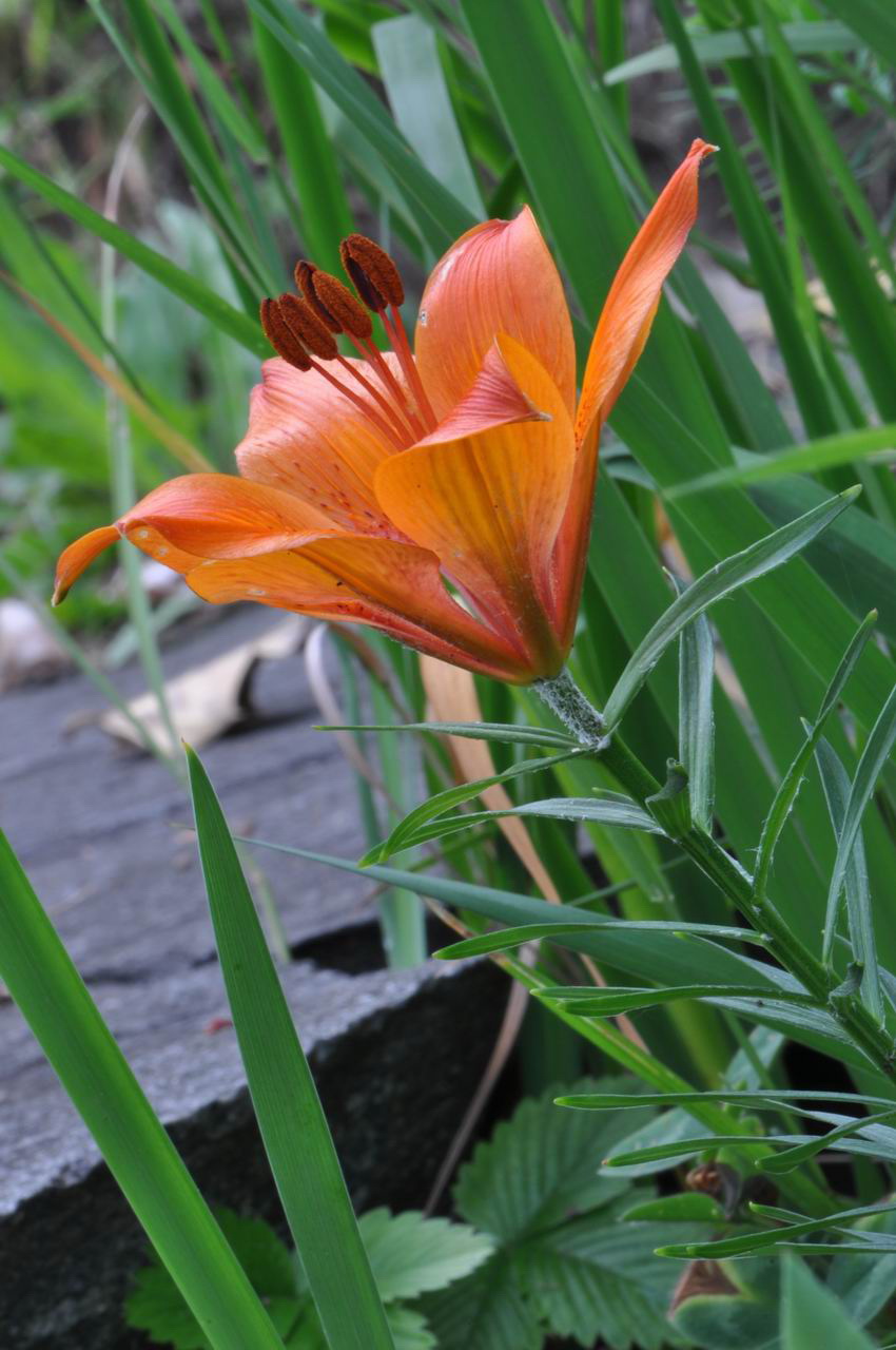 Le Lys (lis) orangé