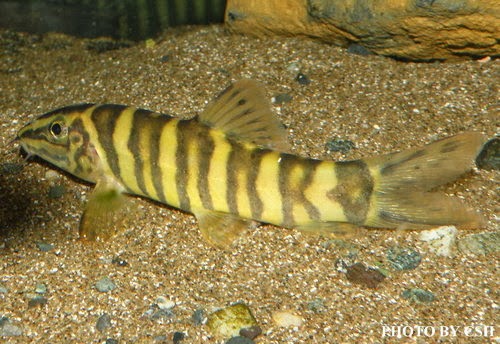 金魚&水族快訊Goldfish & Aquarium Messages: 壯體沙鰍(Botia robusta)