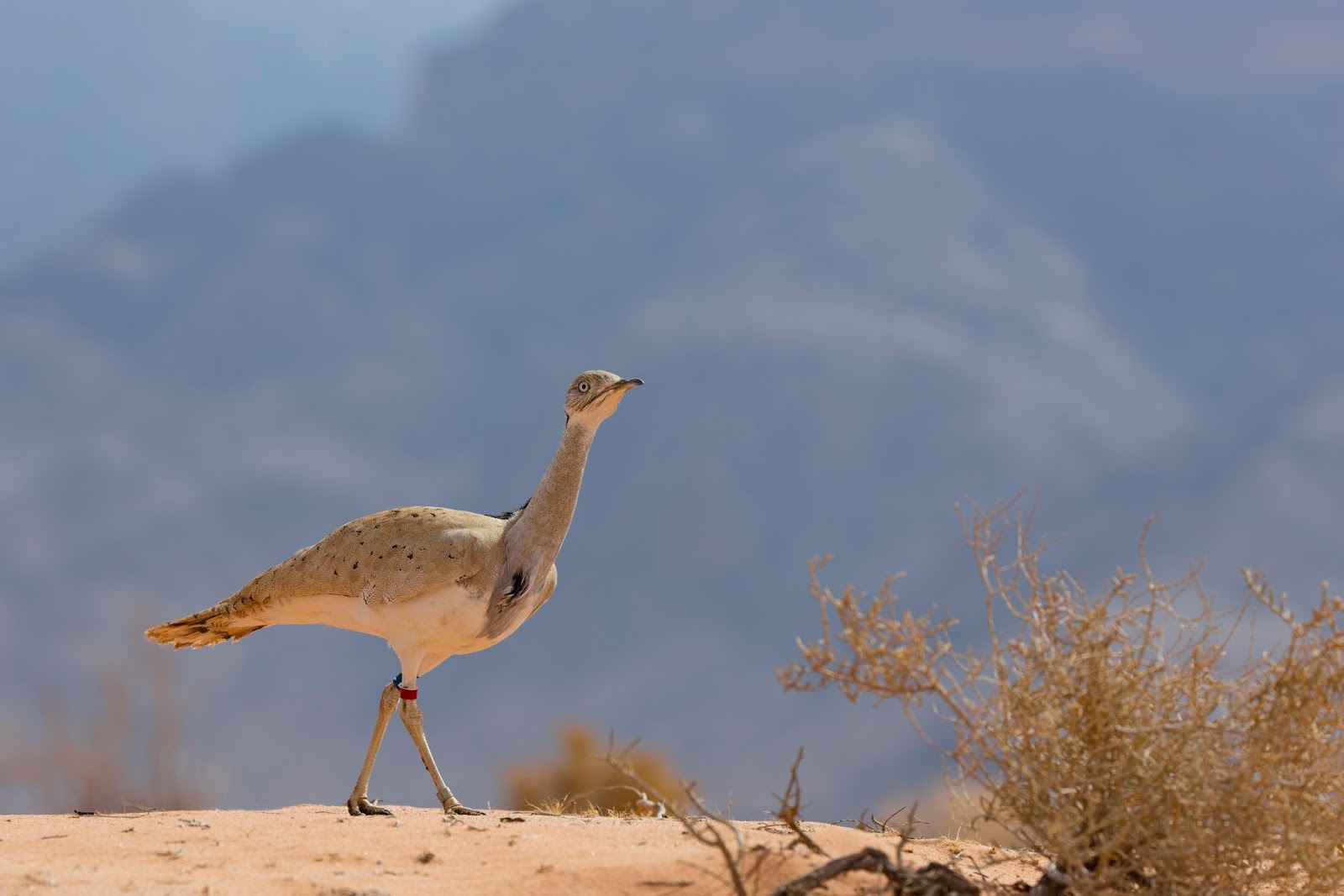 Kitomari Banking & Finance Blog: ETIHAD CARGO AND IFHC TRANSPORT ...