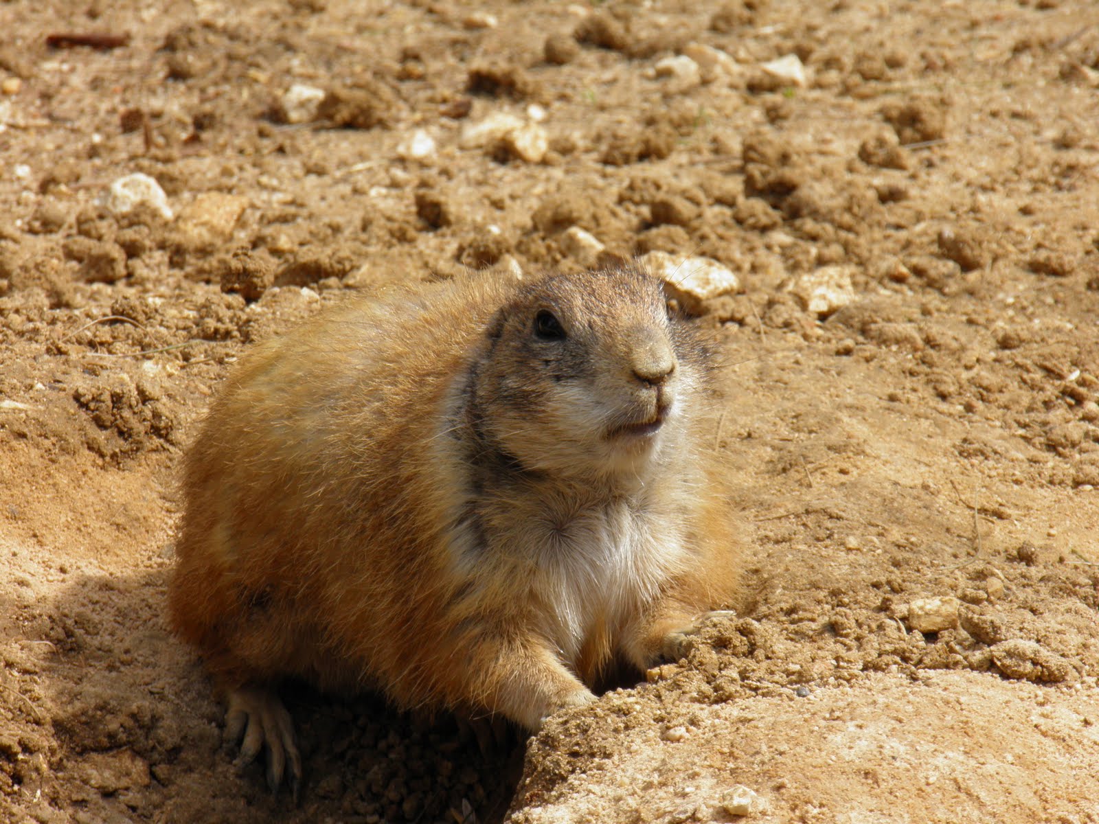 OS SACA-RABOS: A nossa visita ao Zoo de Lagos - TURMA C