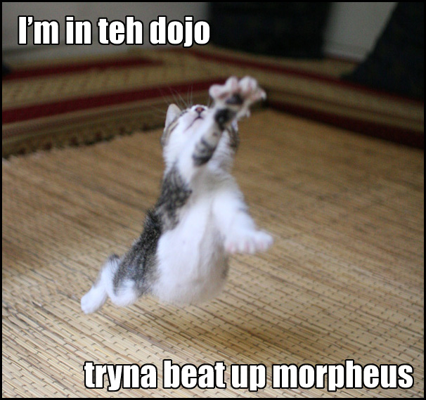 I'm in teh dojo! | Funny Cat Pictures