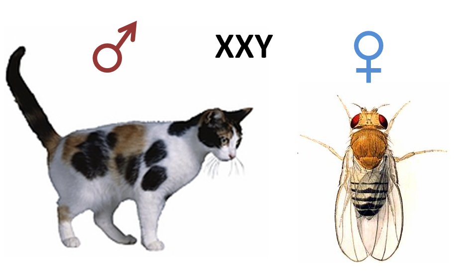 Let Them Eat Kait: The amazing X chromosome