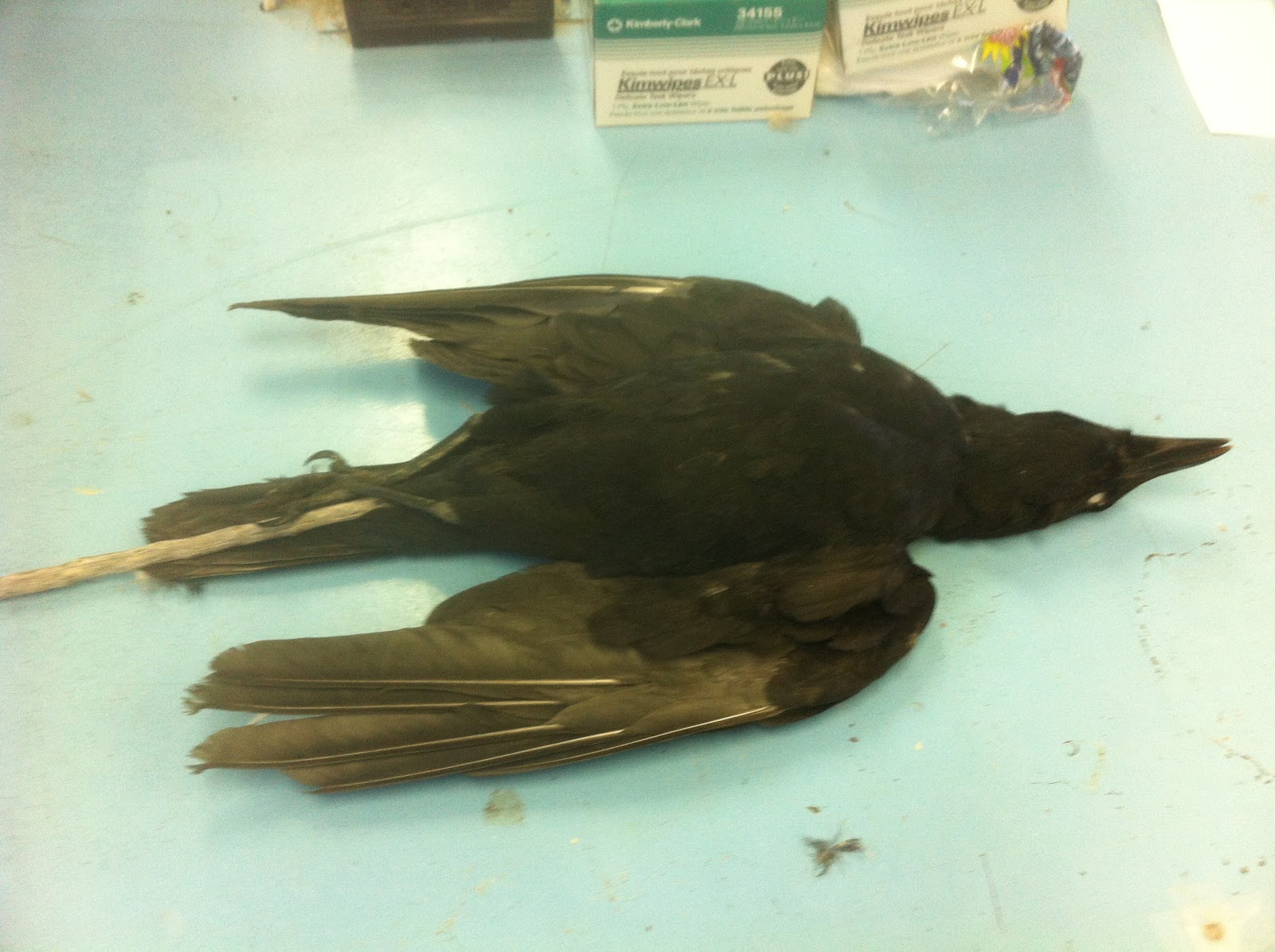 Graveyard Rat: Sam Black Crow or Adventures in Taxidermy