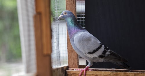The Ultimate Guide To Doves And Pigeons As Pets