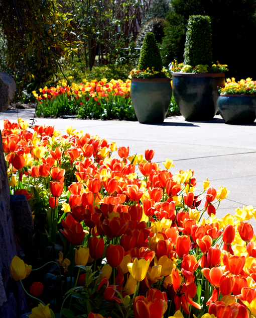 wanderlust ATLANTA: Atlanta Blooms! 2018 - 80,000 Tulips and others!