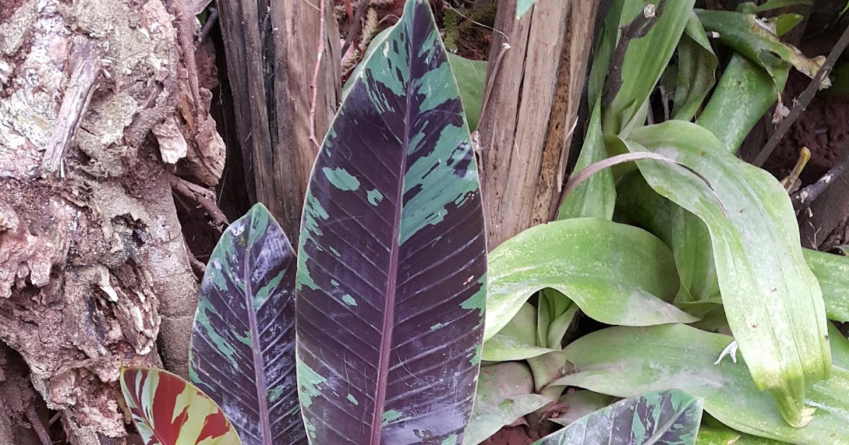 "Verdade//aspas" : 👪 Musaceae (Musa sumatrana)