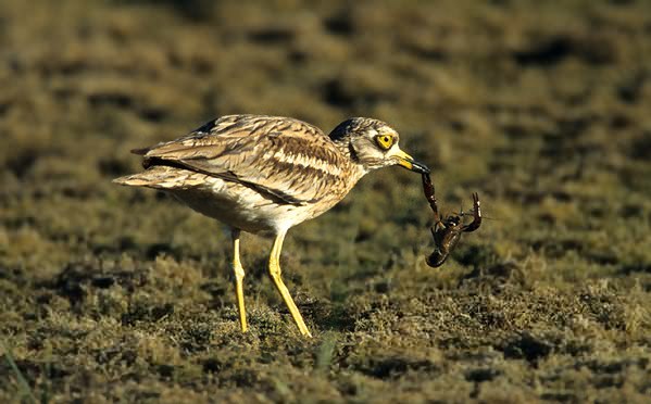 aves: alcaravan comun